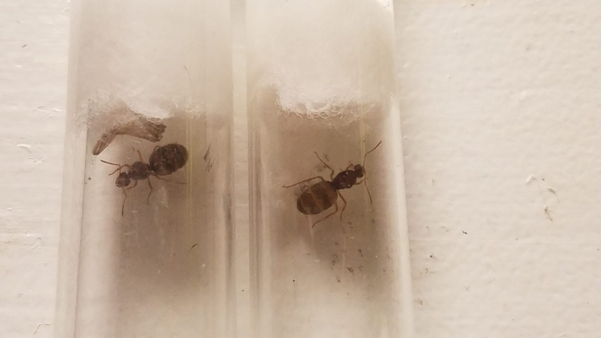 Winkler extraction – OhioAnts